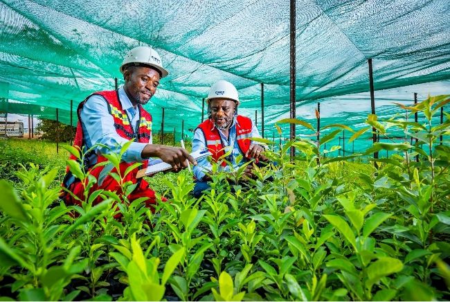 La promesse verte de TFM : Préserver la flore cuprifère et restaurer la ...